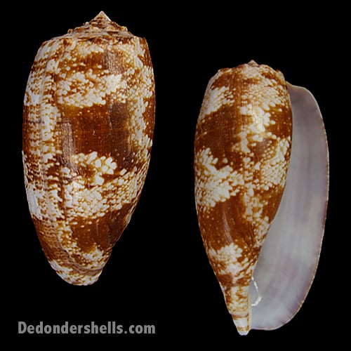 Conus geographus 7 - De Donder Shells