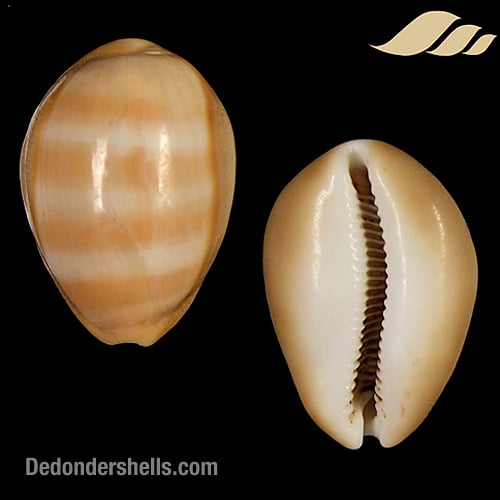 Cypraeidae Archives - Page 10 of 13 - De Donder Shells