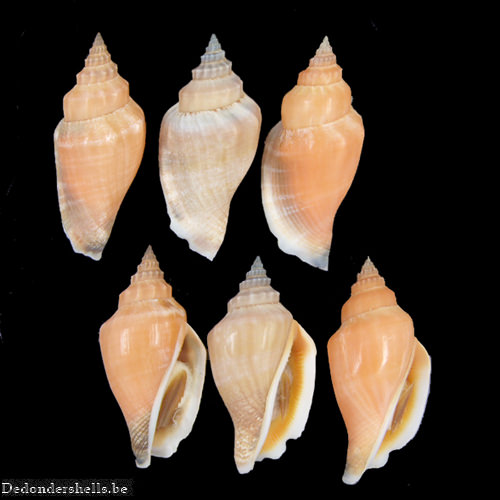 Strombidae Archives - Page 2 of 2 - De Donder Shells