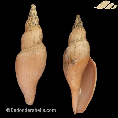 Volutidae Archives - De Donder Shells