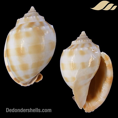 Cassidae Archives - De Donder Shells