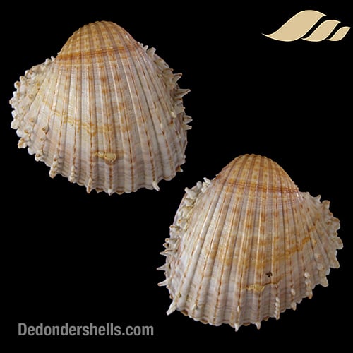 Corculum cardissa 2 - De Donder Shells