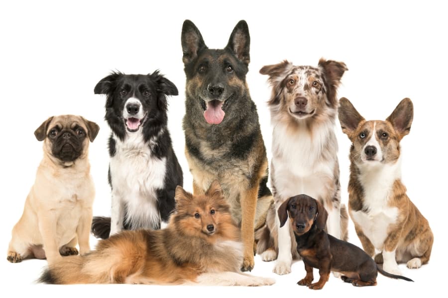 Małe psy rasy do mieszkania i nie tylko. Poznaj popularne rasy!